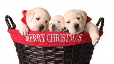 Have a Labrador Christmas!