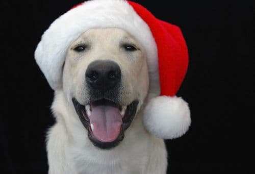 Have a Labrador Christmas!