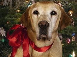 Have a Labrador Christmas!