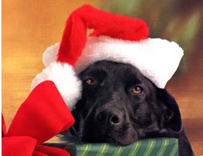 Have a Labrador Christmas! | Holiday Greetings