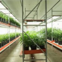 Marijuana Shelving | Cannabis Growing Racks